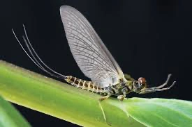 Mayfly | Insect Wiki | Fandom