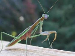 Tenodera sinensis | Insect Wiki | Fandom