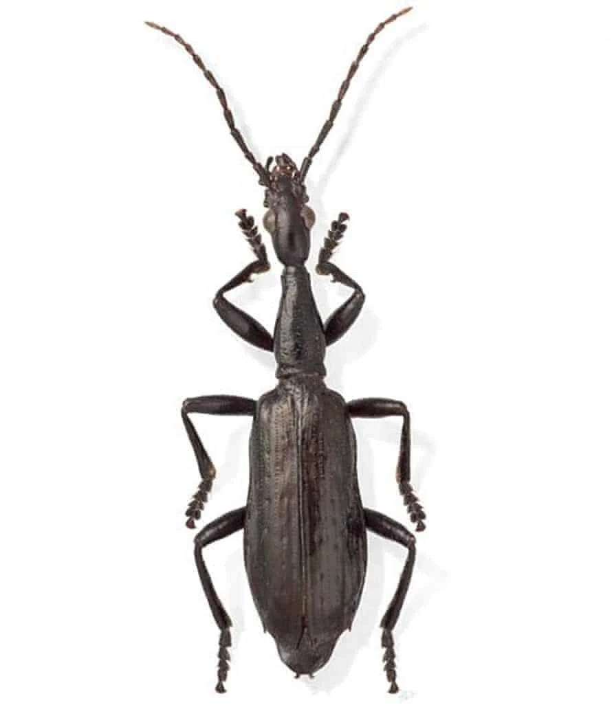 Agra liv | Insect Wiki | Fandom