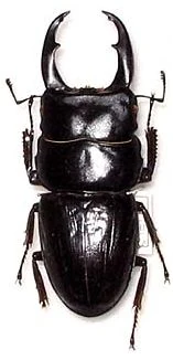 Dorcus miwai | Insect Wiki | Fandom