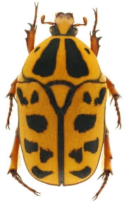 Pachnoda cordata | Insect Wiki | Fandom