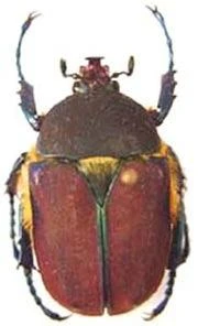 Brachymitra thomasi | Insect Wiki | Fandom