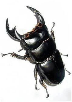 Dorcus antaeus | Insect Wiki | Fandom