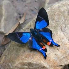 Rhetus periander | Insect Wiki | Fandom