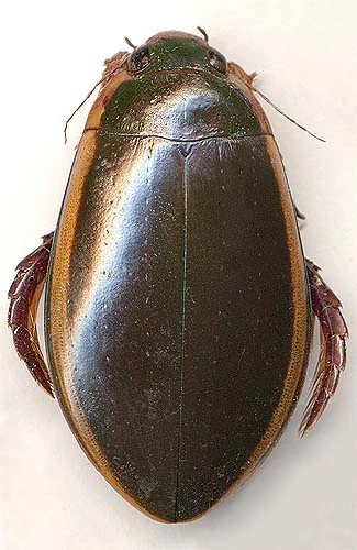 Cybister japonicus | Insect Wiki | Fandom