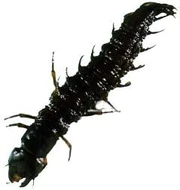 Hellgramite | Insect Wiki | Fandom