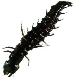 Hellgramite | Insect Wiki | Fandom