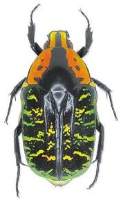 Euchroea clementi | Insect Wiki | Fandom