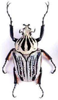 Goliathus orientalis | Insect Wiki | Fandom