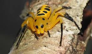 Platythomisus octomaculatus | Insect Wiki | Fandom