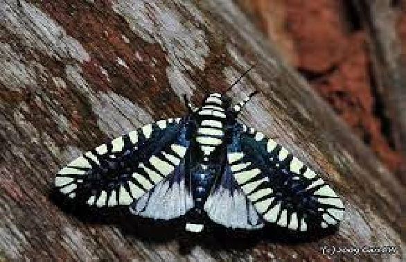 Apsarasa radians | Insect Wiki | Fandom