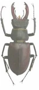 Lucanus divers | Insect Wiki | Fandom