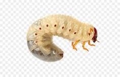 Grub | Insect Wiki | Fandom