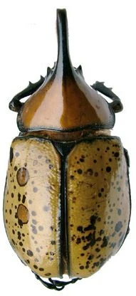 Dynastes maya | Insect Wiki | Fandom