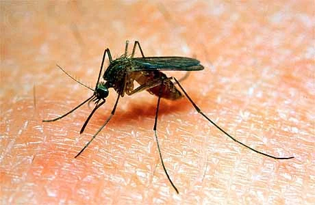 Culex (genus) | Insect Wiki | Fandom