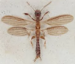 Embioptera | Insect Wiki | Fandom