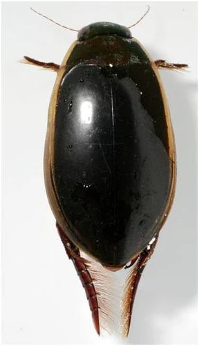 Adephaga | Insect Wiki | Fandom