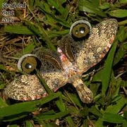 Fulgora laternaria | Insect Wiki | Fandom