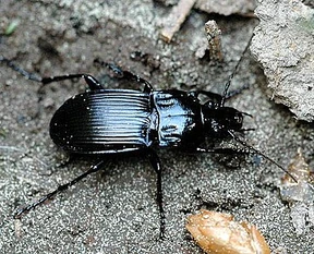 Abax parallelepipedus | Insect Wiki | Fandom