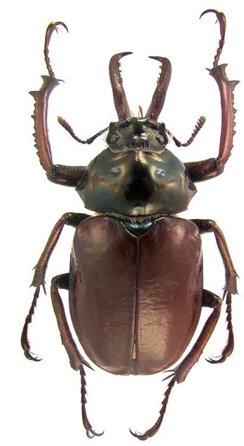 Chiasognathus impubis | Insect Wiki | Fandom