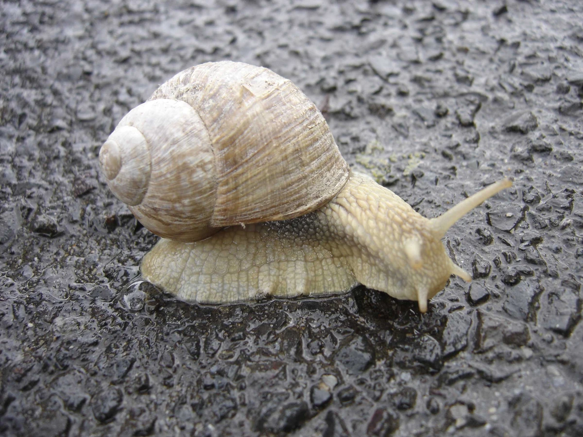 Snail | Insect Wiki | Fandom