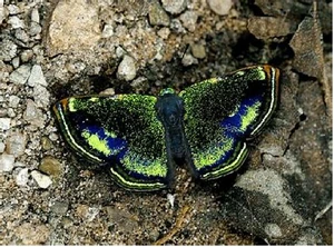 Nymphalidae | Insect Wiki | Fandom