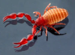 Pseudoscorpion | Insect Wiki | Fandom