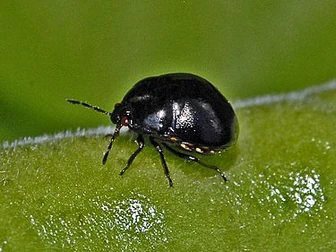 Coptosoma scutellatum | Insect Wiki | Fandom