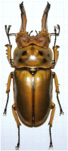 Allotopus moellenkampi babai | Insect Wiki | Fandom