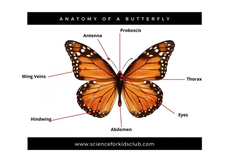 Butterfly Proboscis Diagram