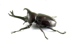 Trypoxylus dichotomus | Insect Wiki | Fandom