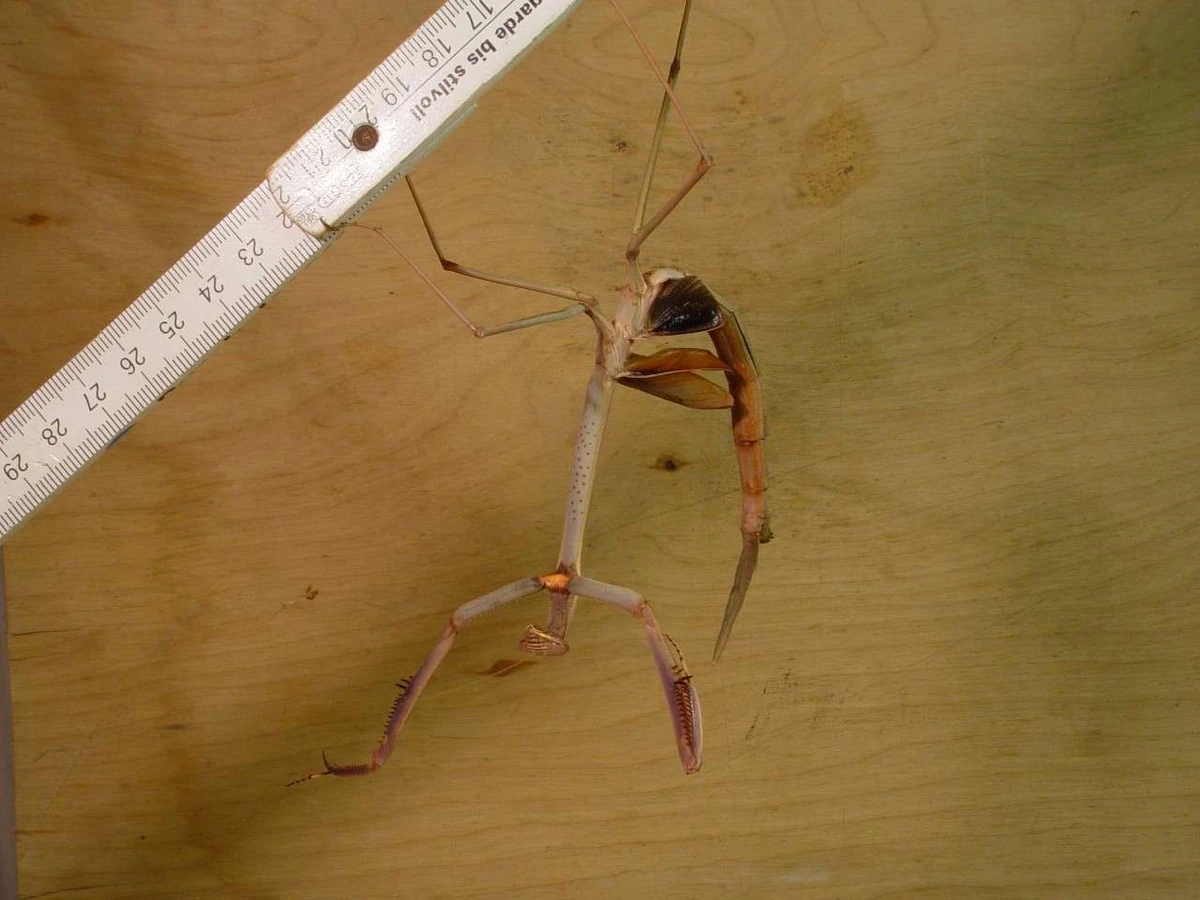 Solygia | Insect Wiki | Fandom