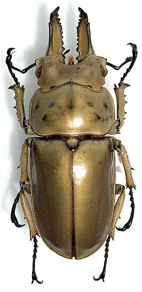 Allotopus moellenkampi moseri | Insect Wiki | Fandom