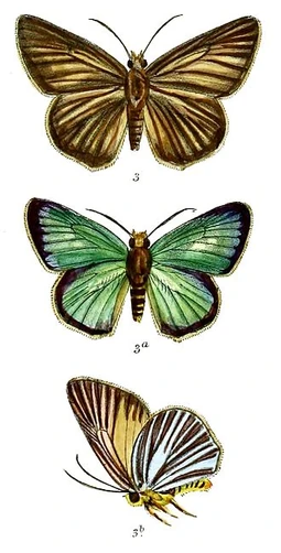 Burara Gomata | Insect Wiki | Fandom