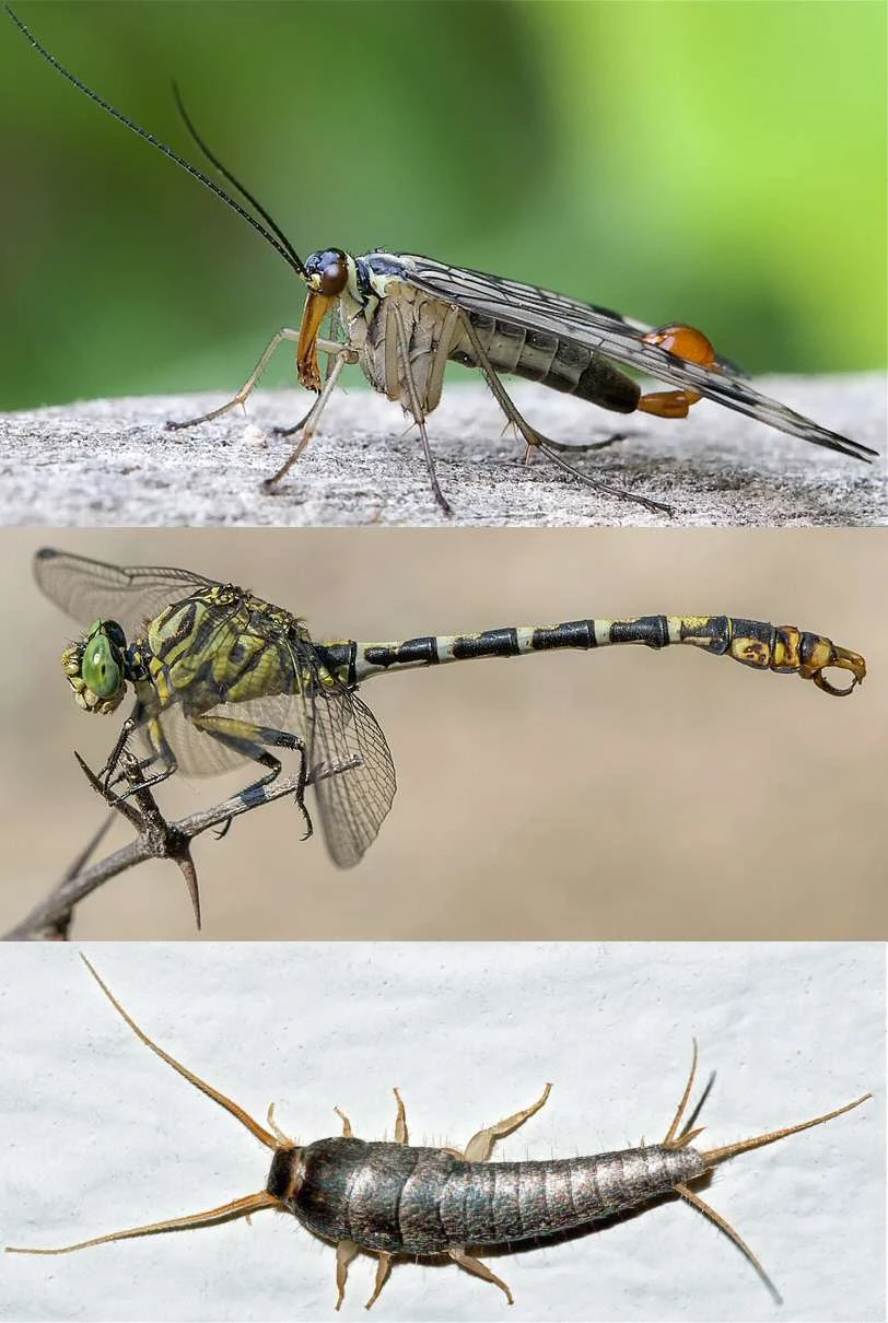 Insect | Insect Wiki | Fandom