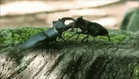 Lucanus cervus | Insect Wiki | Fandom
