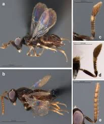 Oobius rudnevi | Insect Wiki | Fandom