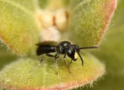 Hylaeus akoko | Insect Wiki | Fandom
