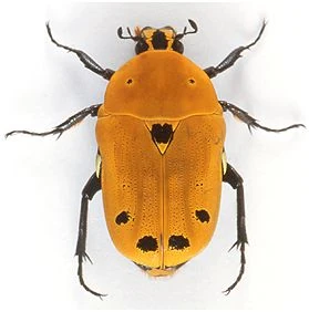 Euchroea auripigmenta | Insect Wiki | Fandom