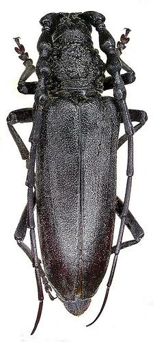Cerambyx carinatus | Insect Wiki | Fandom