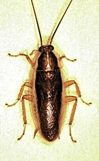 Fun Insect Facts for Kids | Insect Wiki | Fandom