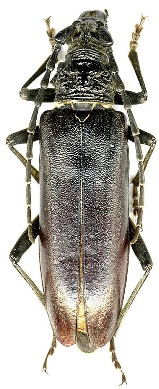 Cerambyx welensii | Insect Wiki | Fandom
