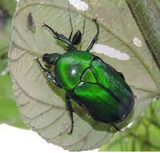 Goliathini | Insect Wiki | Fandom