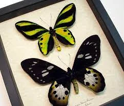 Ornithoptera tithonus | Insect Wiki | Fandom