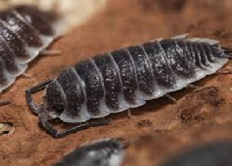 Porcellionidae | Insect Wiki | Fandom