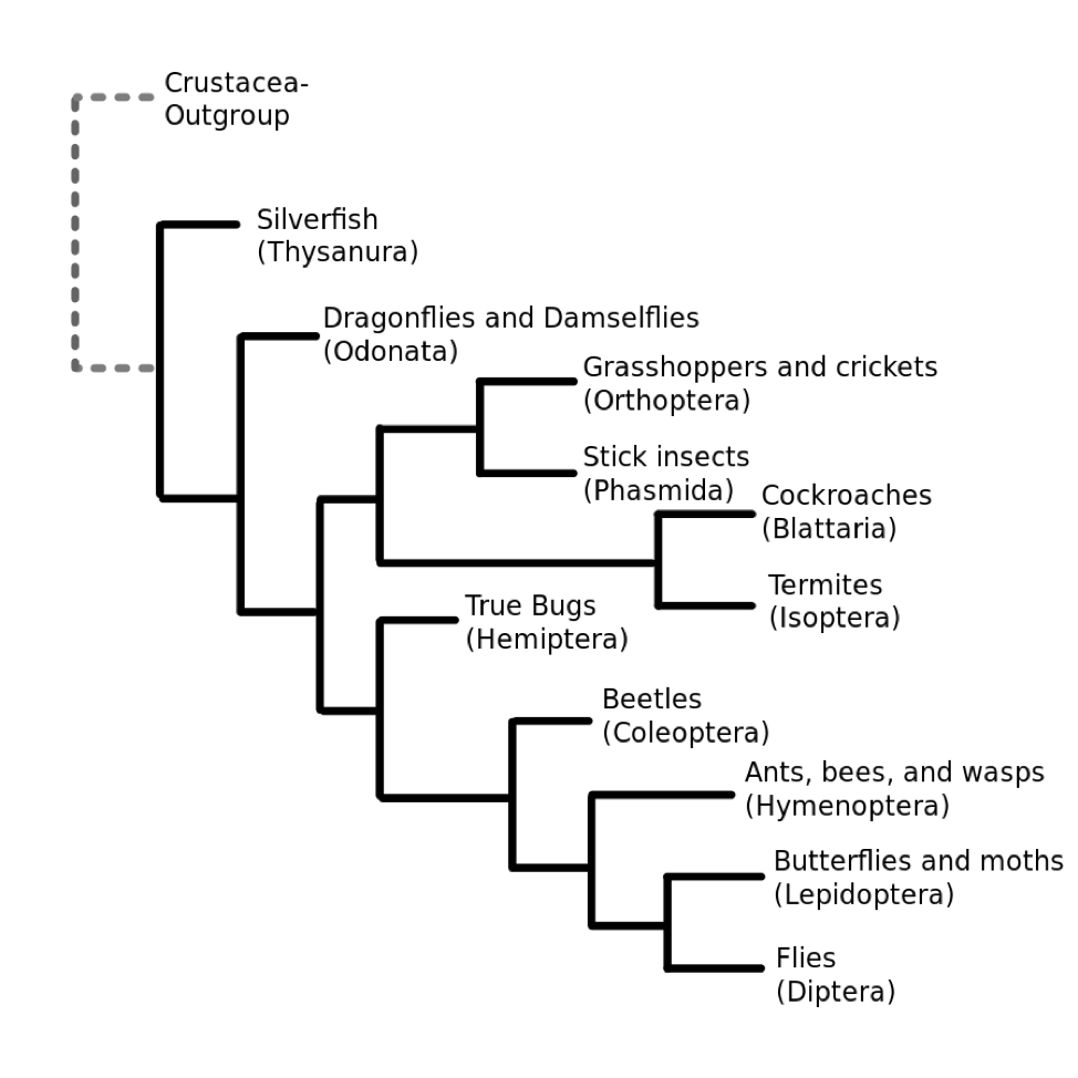 Insect taxonomy | Insect Wiki | Fandom