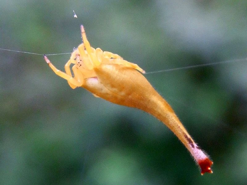 Arachnura higginsi | Wiki Insectia | Fandom