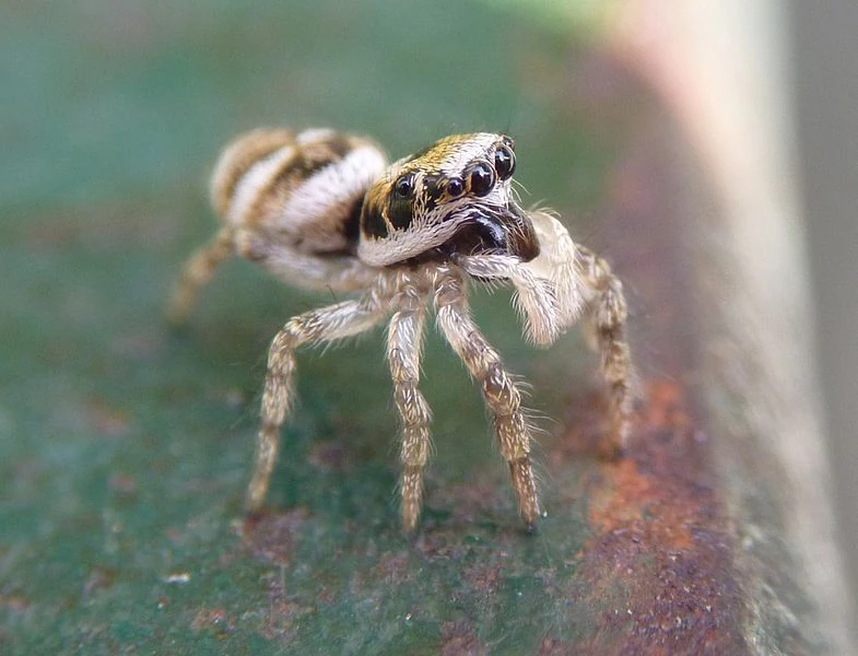 Salticus scenicus | Wiki Insectia | Fandom