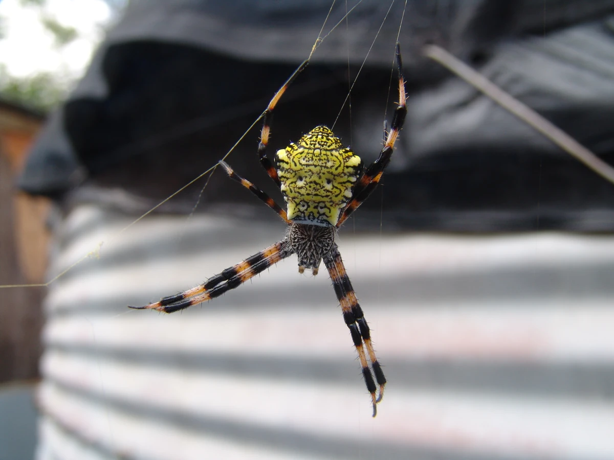 Araña argiope appensa | Wiki Insectia | Fandom