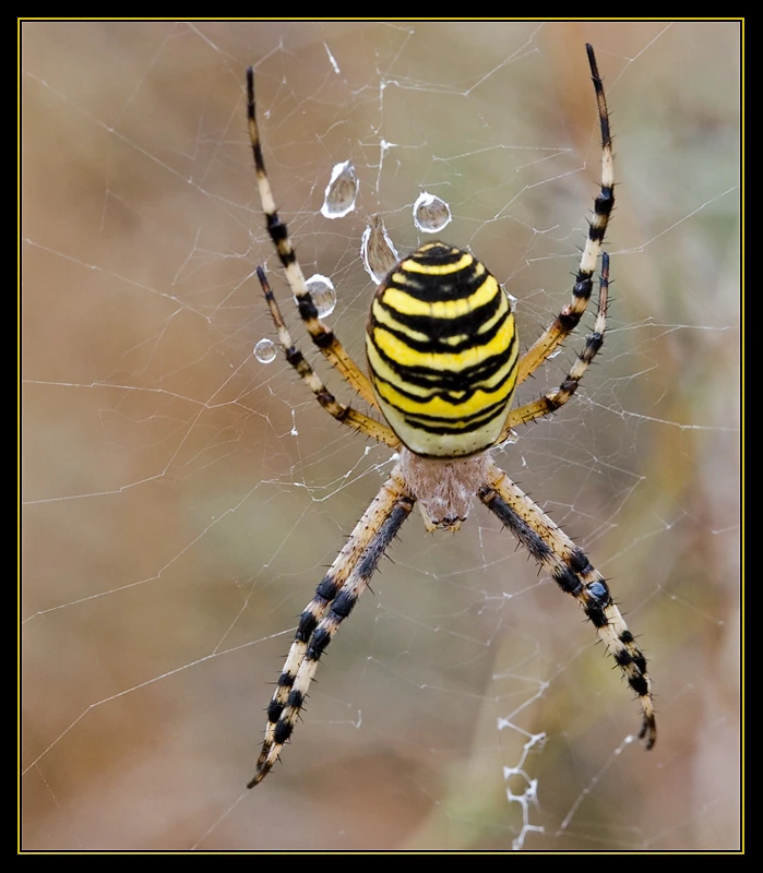 Araña tigre o avispa | Wiki Insectia | Fandom